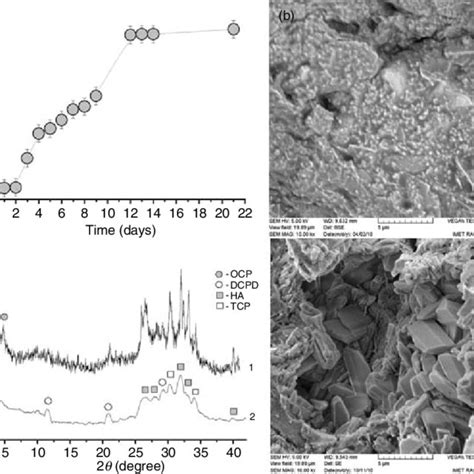Dissolution Behavior Of The A Tcp Ocp Cement As Function Of Setting