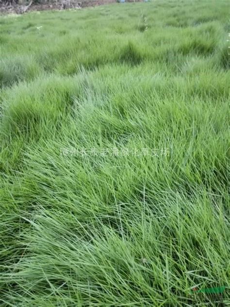 福建漳州福建草皮供应 13515950027漳州长泰老潘绿化草皮场