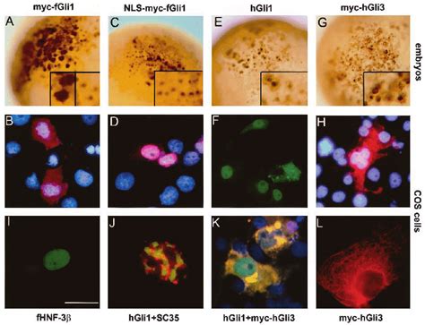 Subcellular Localization Of Gli Proteins A C E G Localization Of Gli Download Scientific