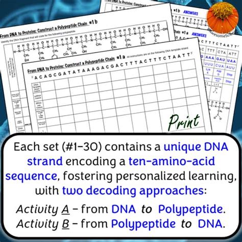 Transcription And Translation Bundle Polypeptide Construction Activities