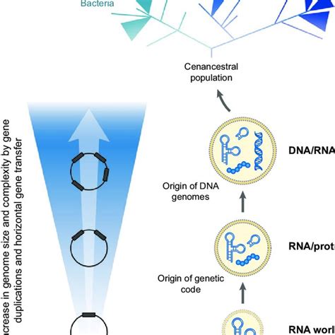 Pdf The Very Early Stages Of Biological Evolution And The Nature Of