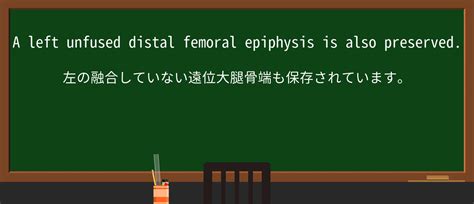 【英単語】epiphysisを徹底解説！意味、使い方、例文、読み方