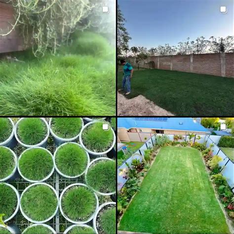 11 Species In Genus Zoysia