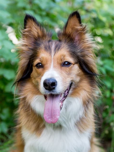 Lilac Border Collie One Of The Rarest Colors Explained