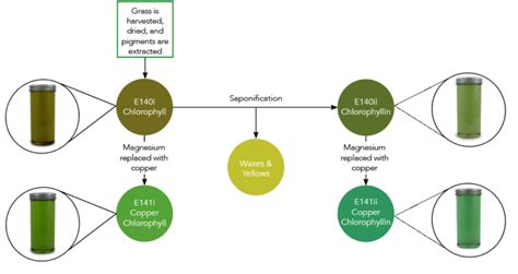 Chlorophyll Chlorophyllin Whats The Difference Givaudan Sense Colour