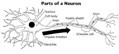 Neuron Anatomy Activity Small But Important Things To AH STUDIO Blog