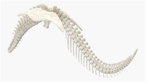 Dinosaur Spine