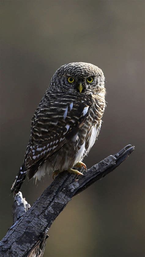 Owl Iphone Wallpapers Top Free Owl Iphone Backgrounds Wallpaperaccess