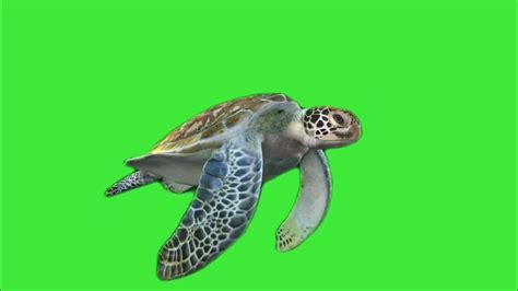Turtle Swimming Green Screen Video Free Green Screen Greenscreen