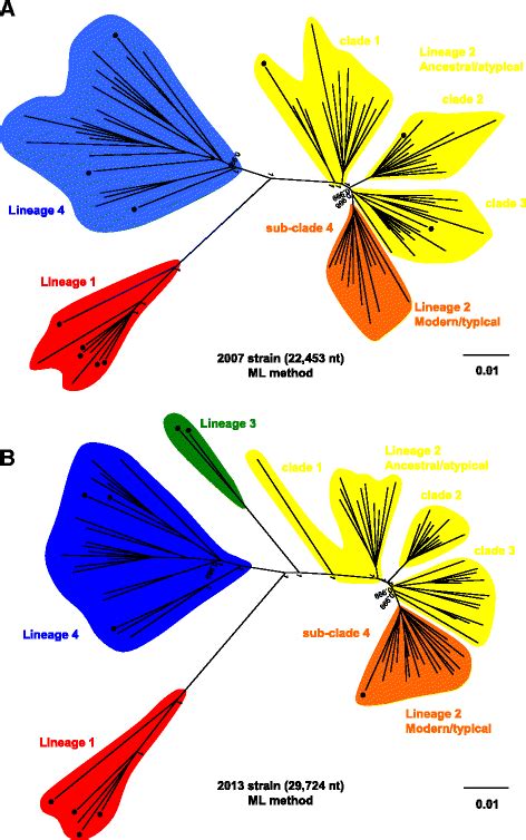 ml phylogenetic trees based on snp concatenated sequence alignments of