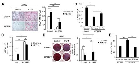 irf2bp2 regulates osteoclastogenesis and osteoblastogenesis via klf2