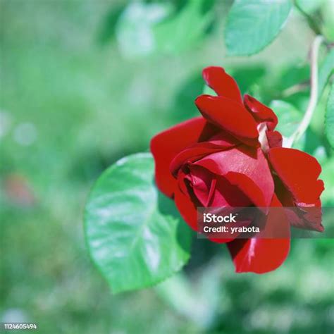 자연 꽃 붉은 녹색 배경을 흐리게에 상승 했다 소프트 포커스입니다 공간에 복사 합니다 텍스트에 대 한 무료 장소입니다 한 붉은 꽃이 만발한 로즈입니다 엽서에 대 한 오픈