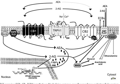 Schematic Representation Of Ecs Components Download Scientific Diagram