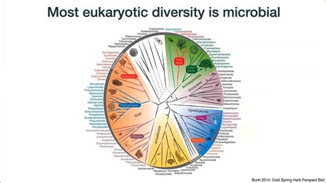 Long Read Metabarcoding To Infer Patterns Of Eukaryotic Evolution Mahwash Jamy Youtube