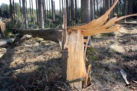 A Broken Tree On A Green Background Stock Image Colourbox