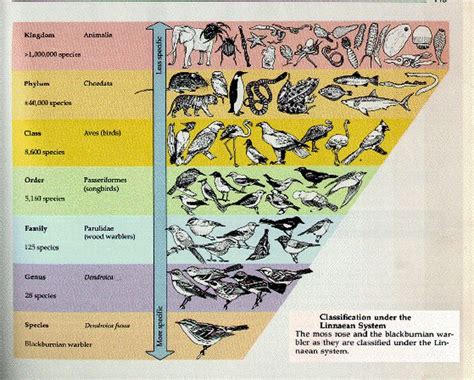 Examples Of Systematic Classification Table