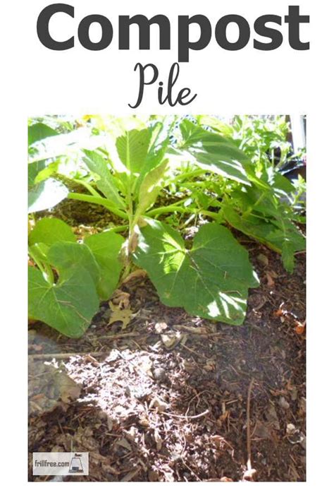 Compost Pile What Goes In It