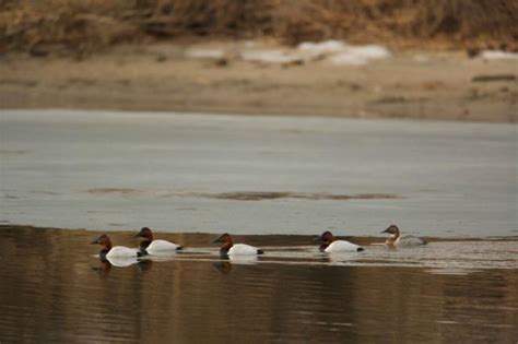 Free Picture Group Canvasback Ducks Swim Together
