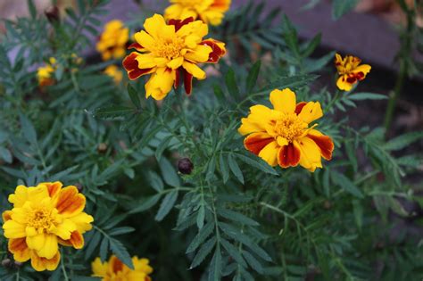 노란 꽃 멕시코 메리 골드 아즈텍 Pixabay의 무료 사진 Pixabay