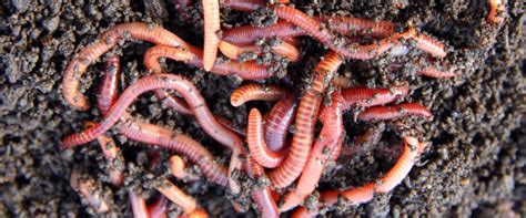 Can I Compost This How To Avoid Composting Mistakes