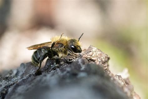 le monde des pollinisateurs thomas bouvier