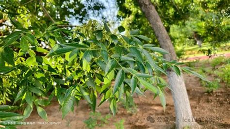 物语之白蜡树（fraxinus Chinensis） 关注森林