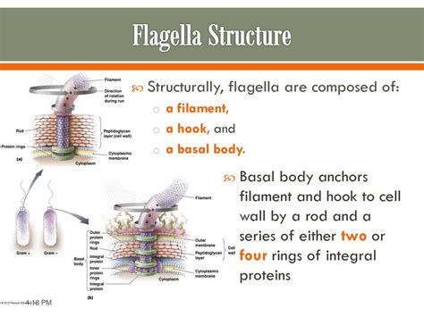 Cell Structure And Function Ppt Download