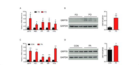 Effect Of Po Or Pa Treatment On Er Stress And Upr Pathway In The