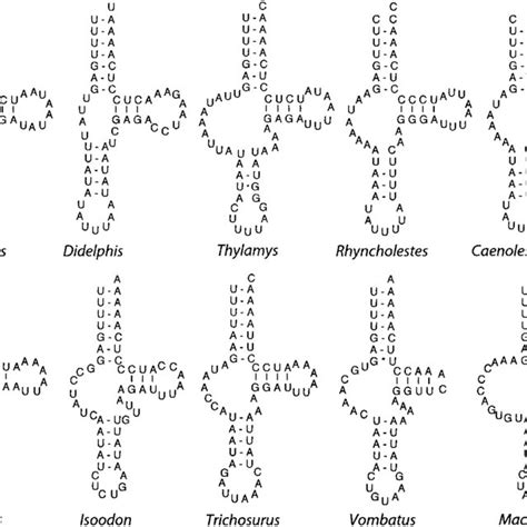 Inferred Secondary Structures Of Marsupial Trna Lys Like Sequences Download Scientific Diagram