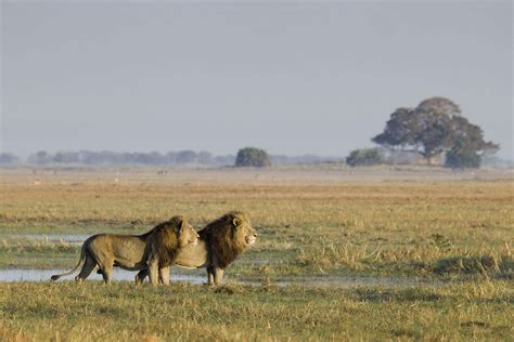 Exceptional Zambia Safaris And Tours Expert Africa