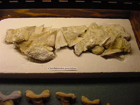 carcharocles poseidoni fossil wiki fandom powered by wikia