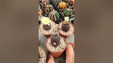 오래된정원다육 생쇼 엑스플랜트 다육 하월시아 아프리카식물 다육이 다육식물 다육라방 코노 코노피튬 Youtube