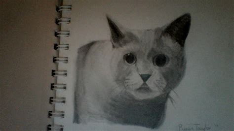 Realistic Cat Drawing By Leevly On DeviantArt