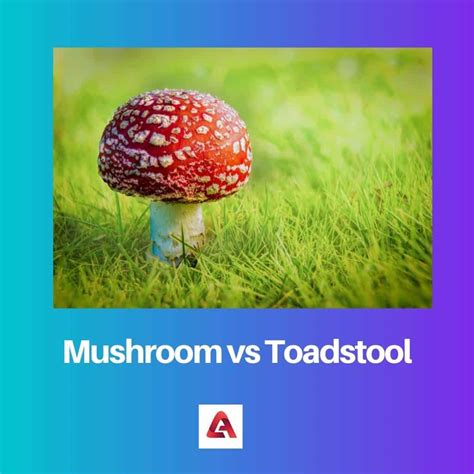 Mushroom Vs Toadstool Difference And Comparison