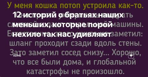 12 историй о братьях наших меньших которые порой нехило так нас удивляют Adme Дзен