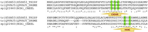 Multiple sequence alignment MSA of β CA protein sequences from Download Scientific Diagram