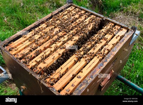 Open Hive Beekeeping Stock Photo Alamy