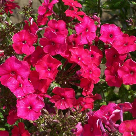 Флокс метельчатый Мари / Мисс Мэри / Ред Райдин Худ (Phlox paniculata ...
