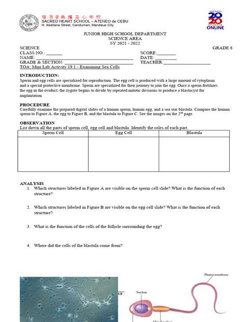 mini lab activity 19 1 examining sex cells pdf fertilisation