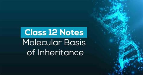 Molecular Basis Of Inheritance Class 12 Notes Vidyakul