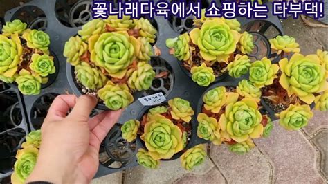 꽃나래다육에서 쇼핑하는 다부댁~💕 써든벨이 작은 사이즈로 왔네요~ 릴리패드 색감이 너무 예뻐서 하나 더 키웁니다~ Youtube