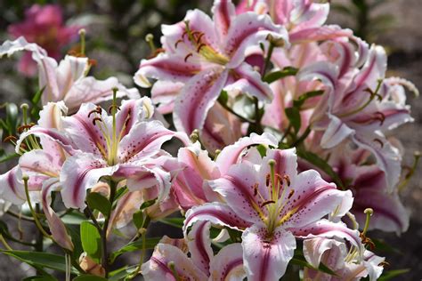 Лилия Розелли - фото и картинки: 62 штук