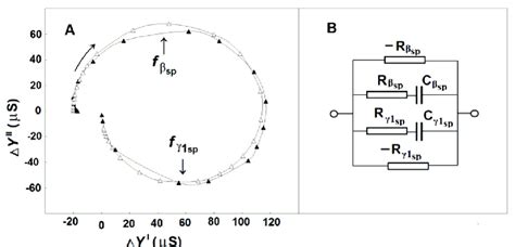 Complex Plain Plot Of The Admittance Contribution Of Spectrin