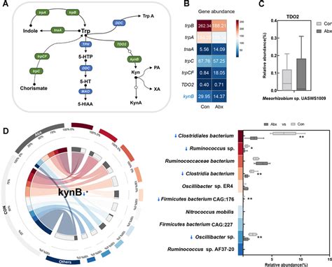 The Microbial Metabolism Of Tryptophan A Tryptophan Metabolic Pathway Download Scientific