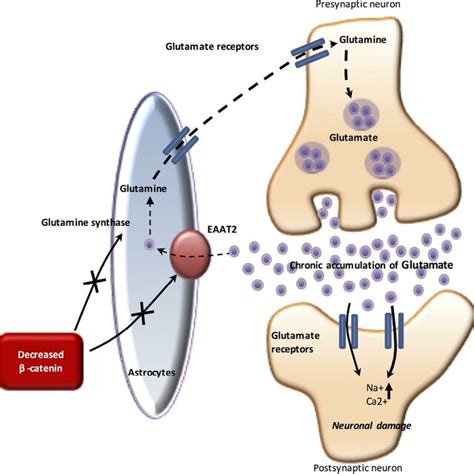 The Wnt Pathway And Glutamate In Ad Under Physiological Conditions