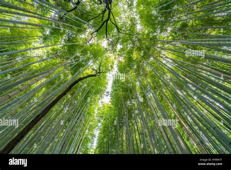 Early Morning Scene At Sagano Arashiyama Bamboo Forest In Kyoto Japan