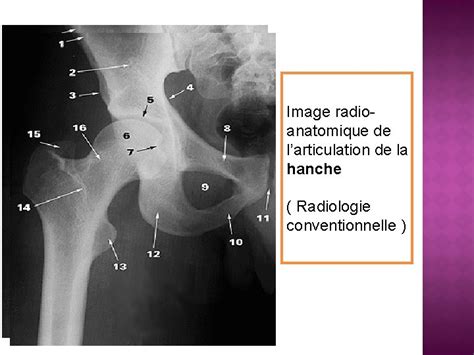 Propedeutique Anatomique Schemas Pr Sm Boukerche Service Danatomie
