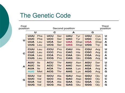 Transcription And Translation Ppt Download