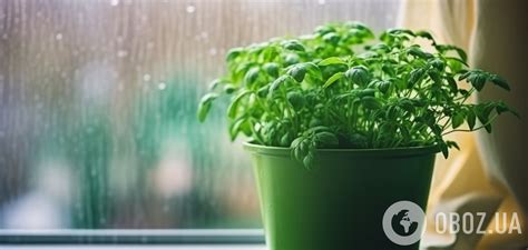 Як позбутися конденсату на вікнах і стінах які кімнатні квіти допоможуть Oboz Ua