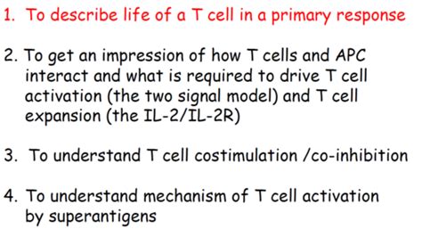 T Cell Activation Proliferation And Differentiation Flashcards Quizlet